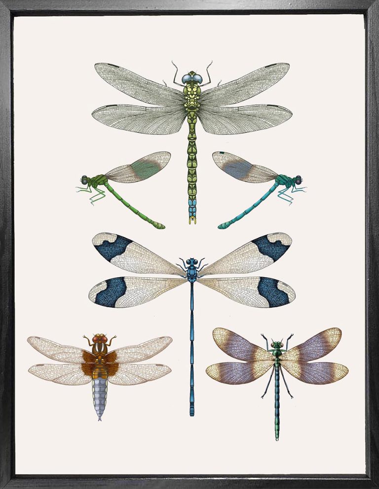 Entographica - Insect-inspired Art