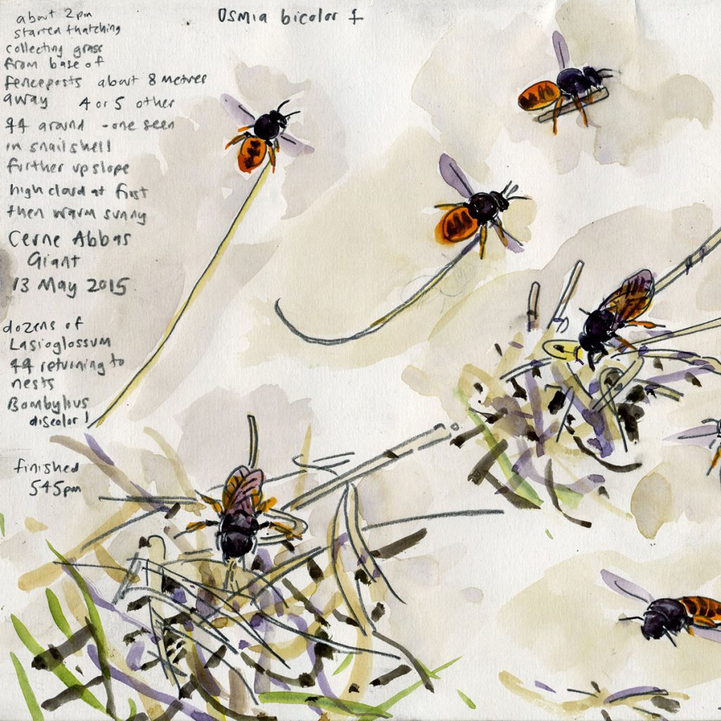 Entographica - Insect-inspired Art