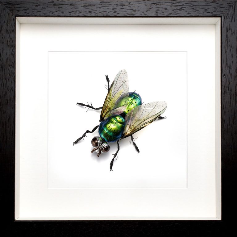 Entographica - Insect-inspired Art